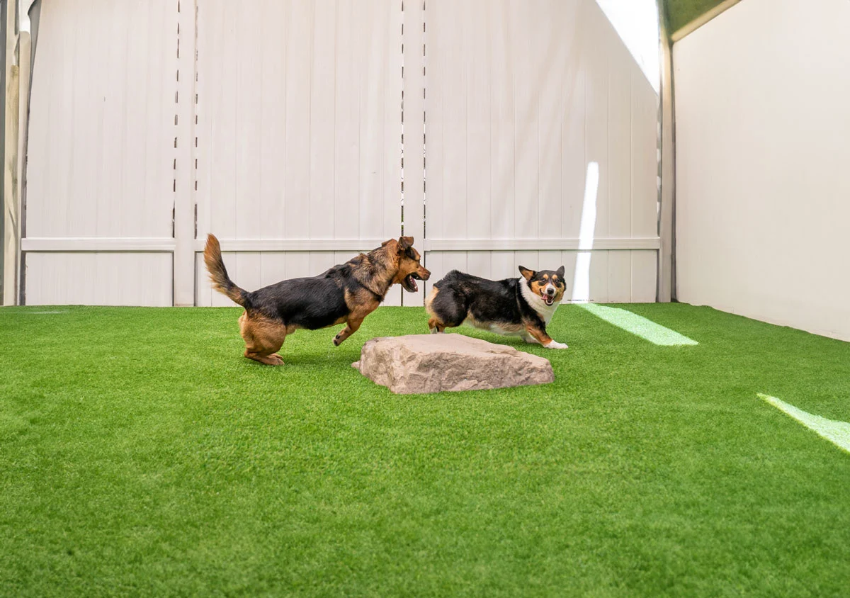 CANINO Dog Daycare