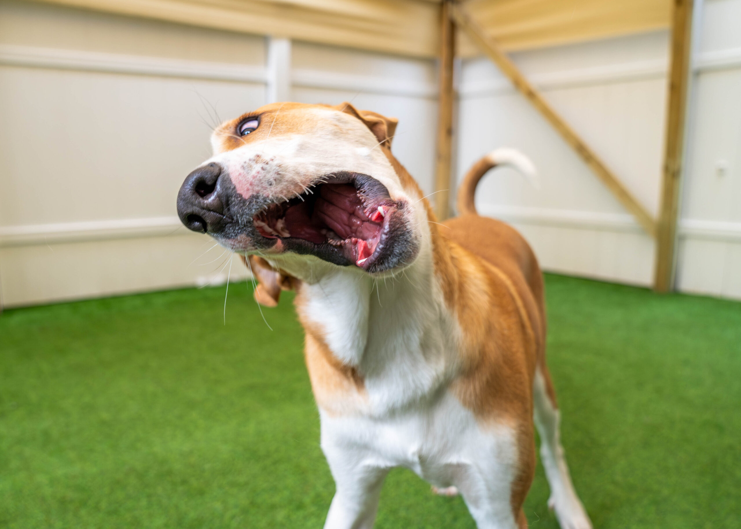CANINO Dog Daycare